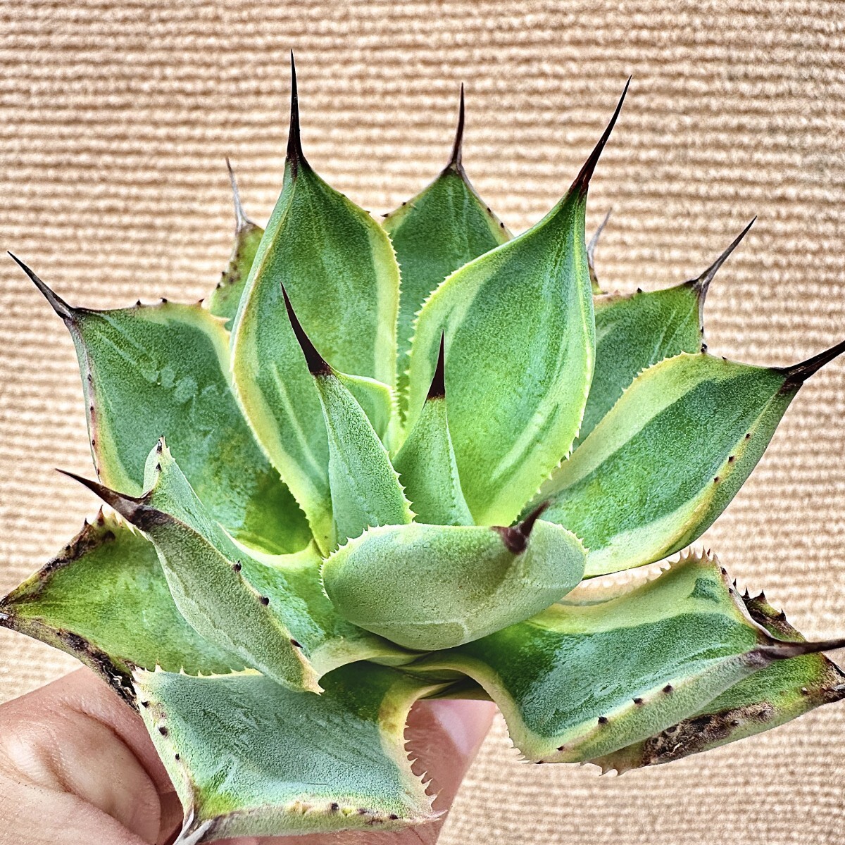 Yahoo!オークション - 【Lj_plants】Q228 激レア高級品種 多肉植物 ア...