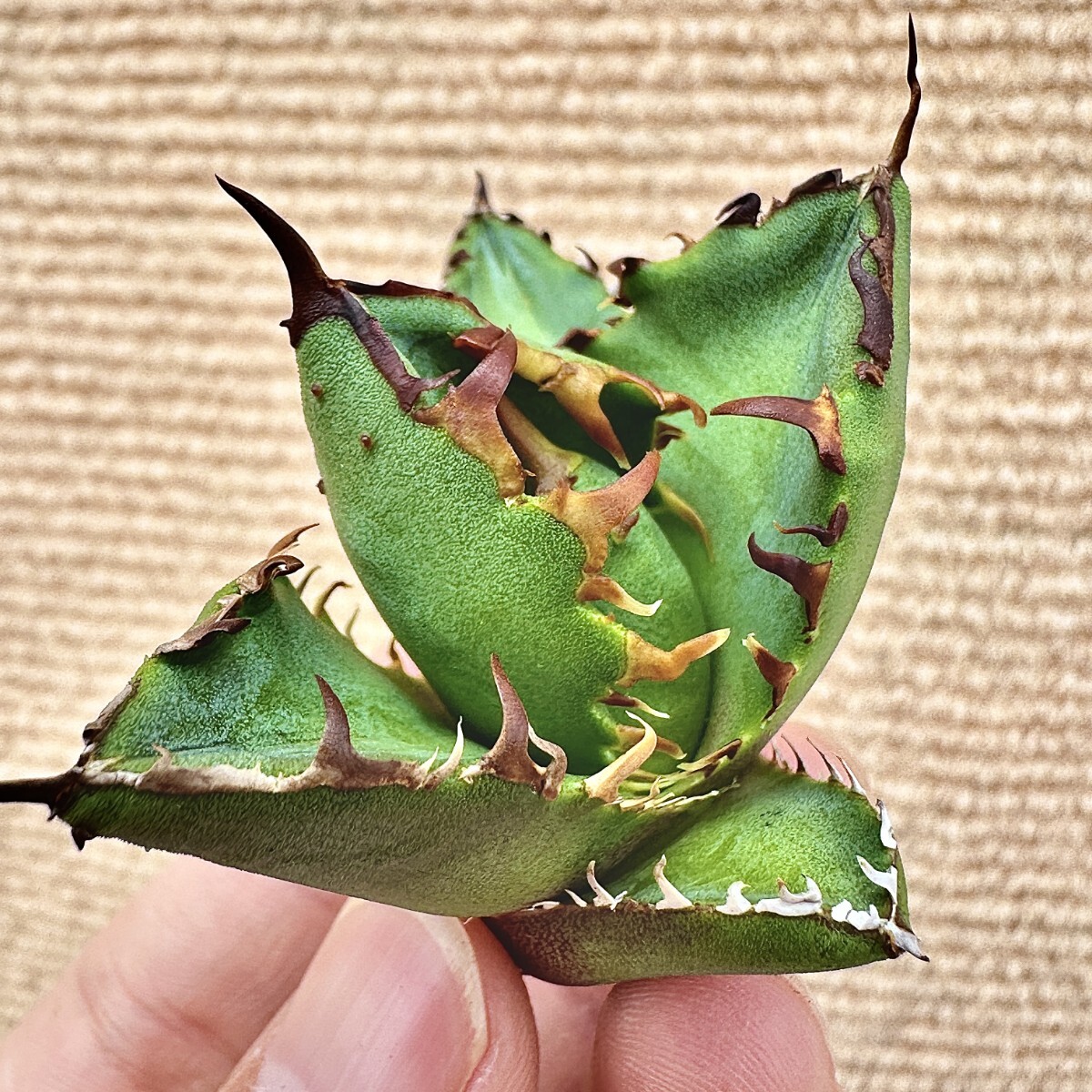 Yahoo!オークション - 【Lj_plants】Q293 アガベチタノタブツブツ系 F...