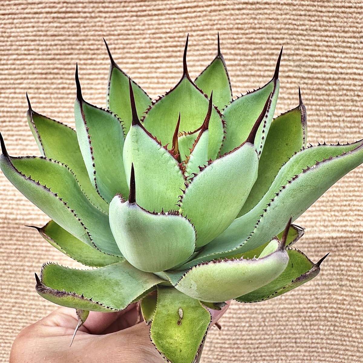 Yahoo!オークション - 【Lj_plants】Q236 吉祥冠帝雉 イシスメンシス ...