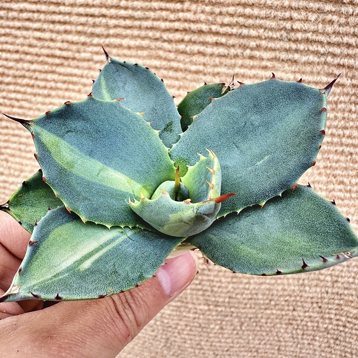 Yahoo!オークション - 【Lj_plants】Q318 貴重な希少種 多肉植物 アガ...