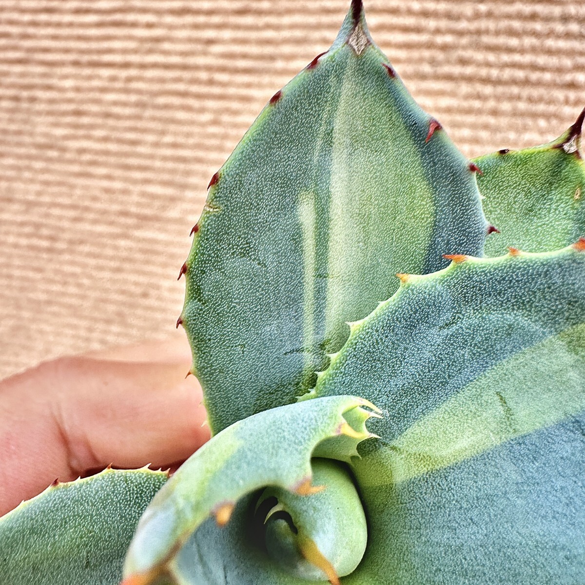 Yahoo!オークション - 【Lj_plants】Q318 貴重な希少種 多肉植物 アガ...