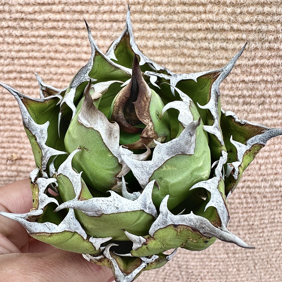 Yahoo!オークション - 【Lj_plants】Q359 特選 アガベ チタノタ 姫厳竜...