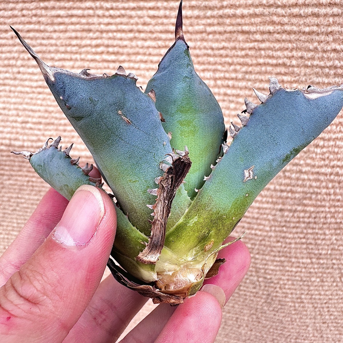 Yahoo!オークション - 【Lj_plants】Q384 株を厳選するアガベ チタノタ...