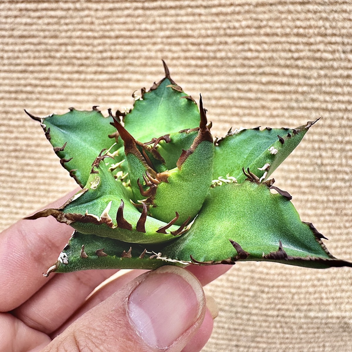 Yahoo!オークション - 【Lj_plants】Q394 激レア高級品種 アガベ チタ...