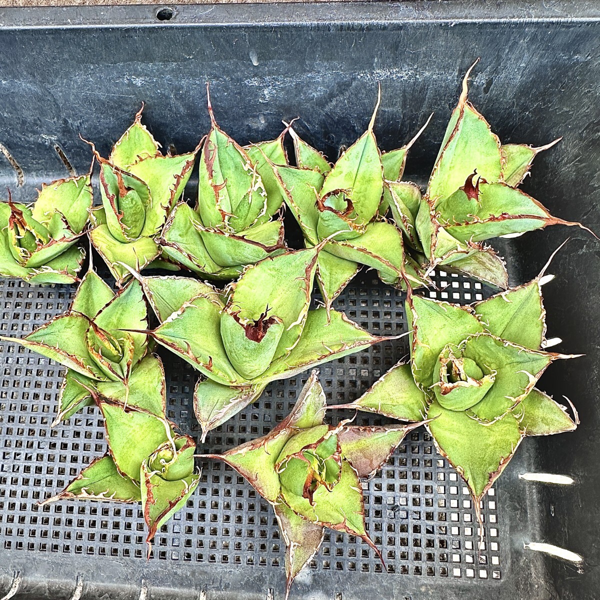 Yahoo!オークション - 【Lj_plants】Q396 株を厳選する アガベ チタノ...