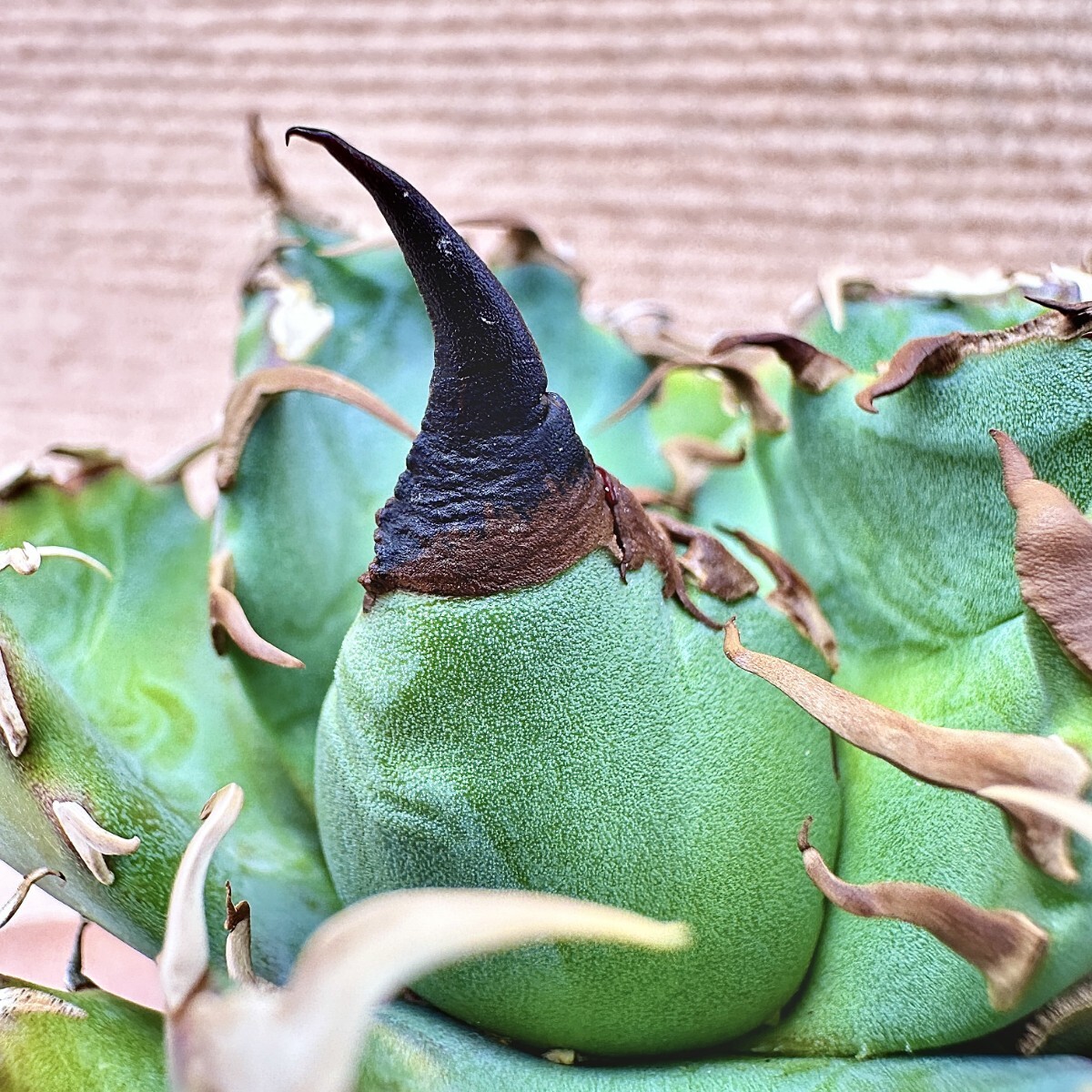 Yahoo!オークション - 【Lj_plants】Q303 正規品 激レア高級品種 アガ...