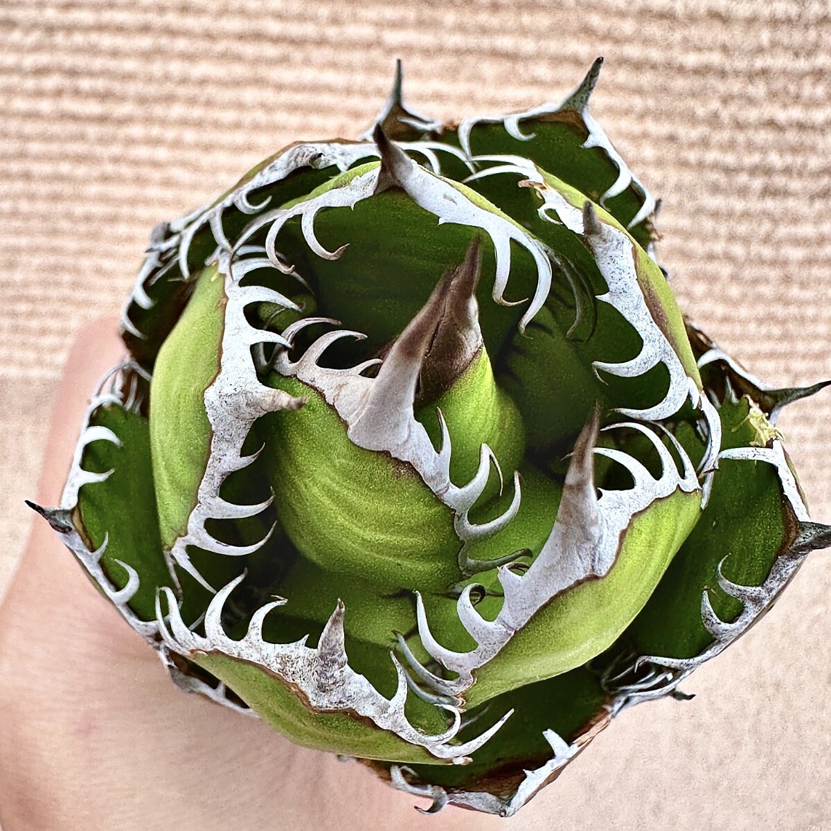 Yahoo!オークション - 【Lj_plants】Q364 激レア高級品種 多肉植物アガ...