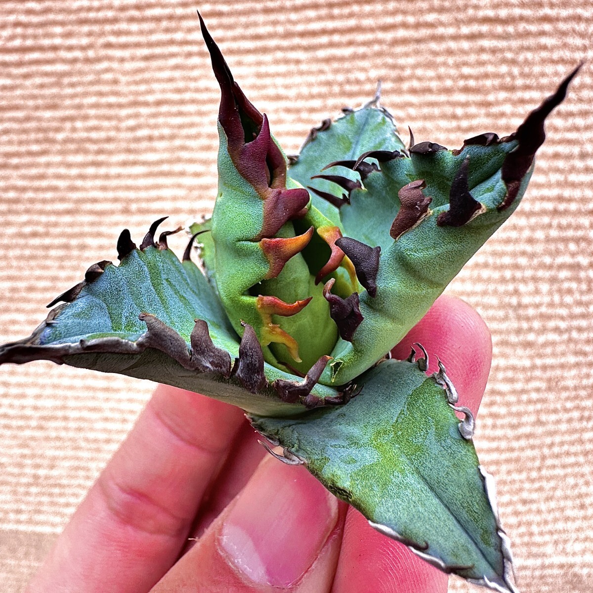 Yahoo!オークション - 【Lj_plants】Q389 株を厳選するアガベ チタノタ...