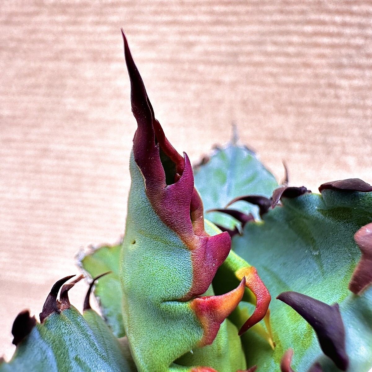 Yahoo!オークション - 【Lj_plants】Q389 株を厳選するアガベ チタノタ...