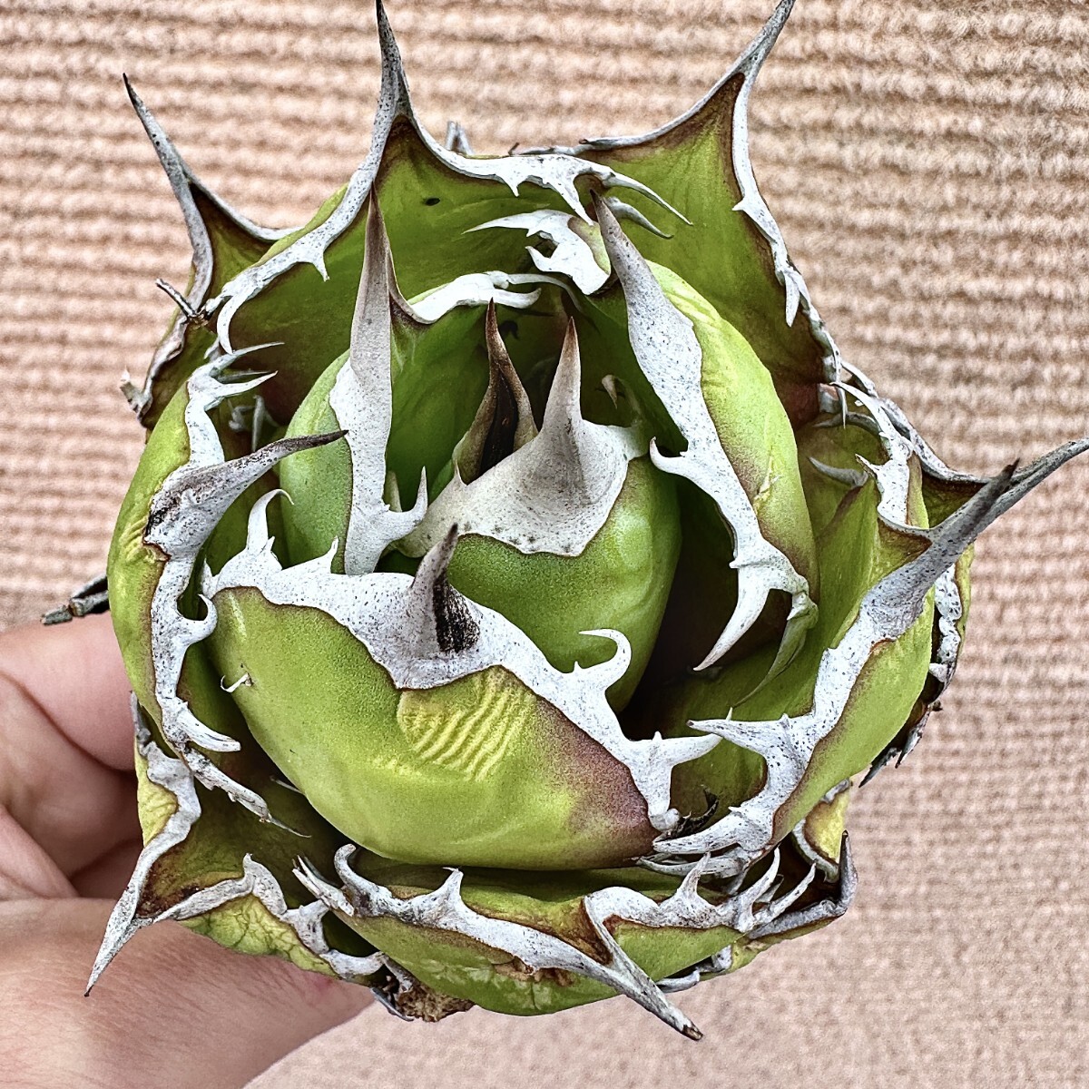 Yahoo!オークション - 【Lj_plants】Q372 激レア高級品種 アガベ チタ...