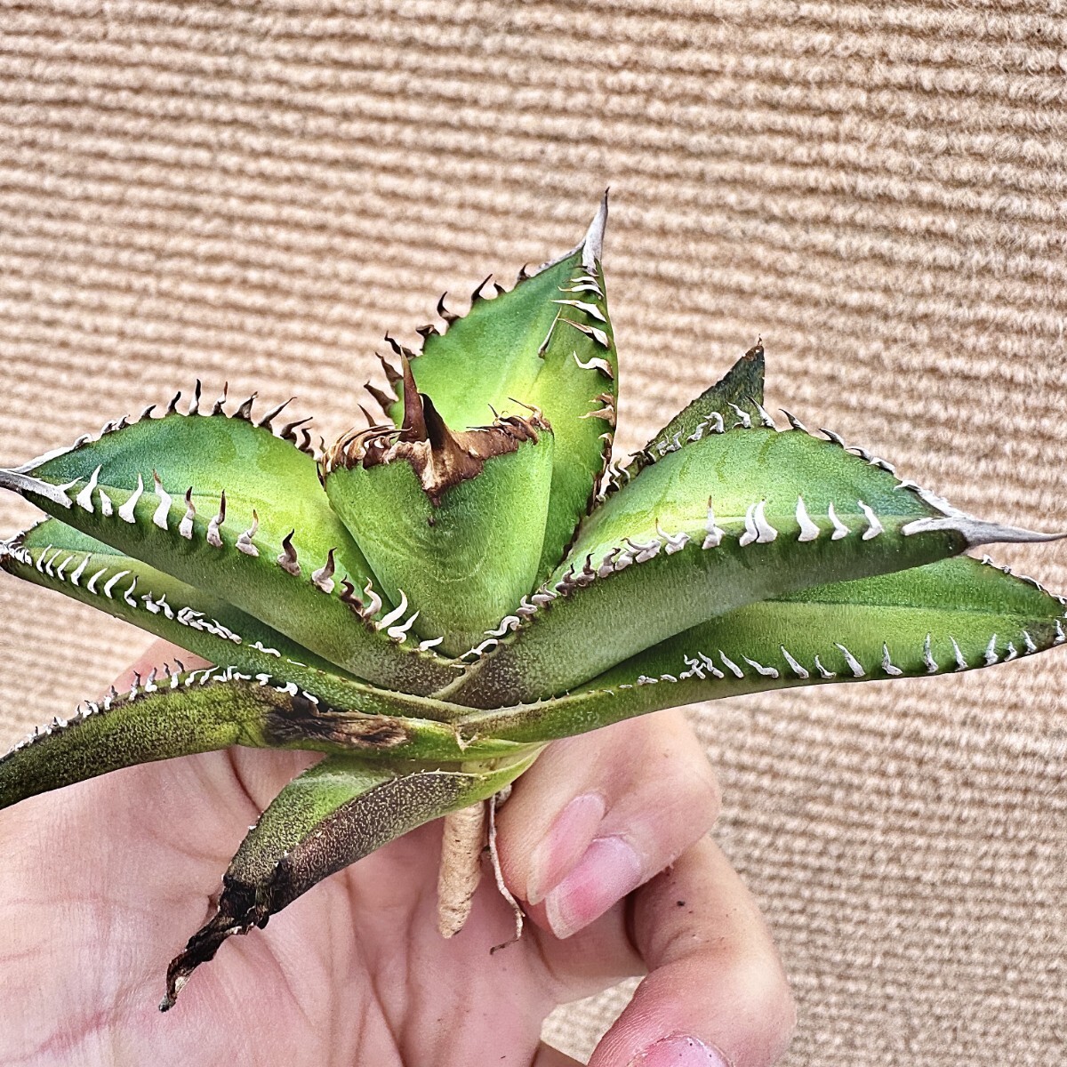 Yahoo!オークション - 【Lj_plants】Q342 アガベ チタノタ オテロイ 実...