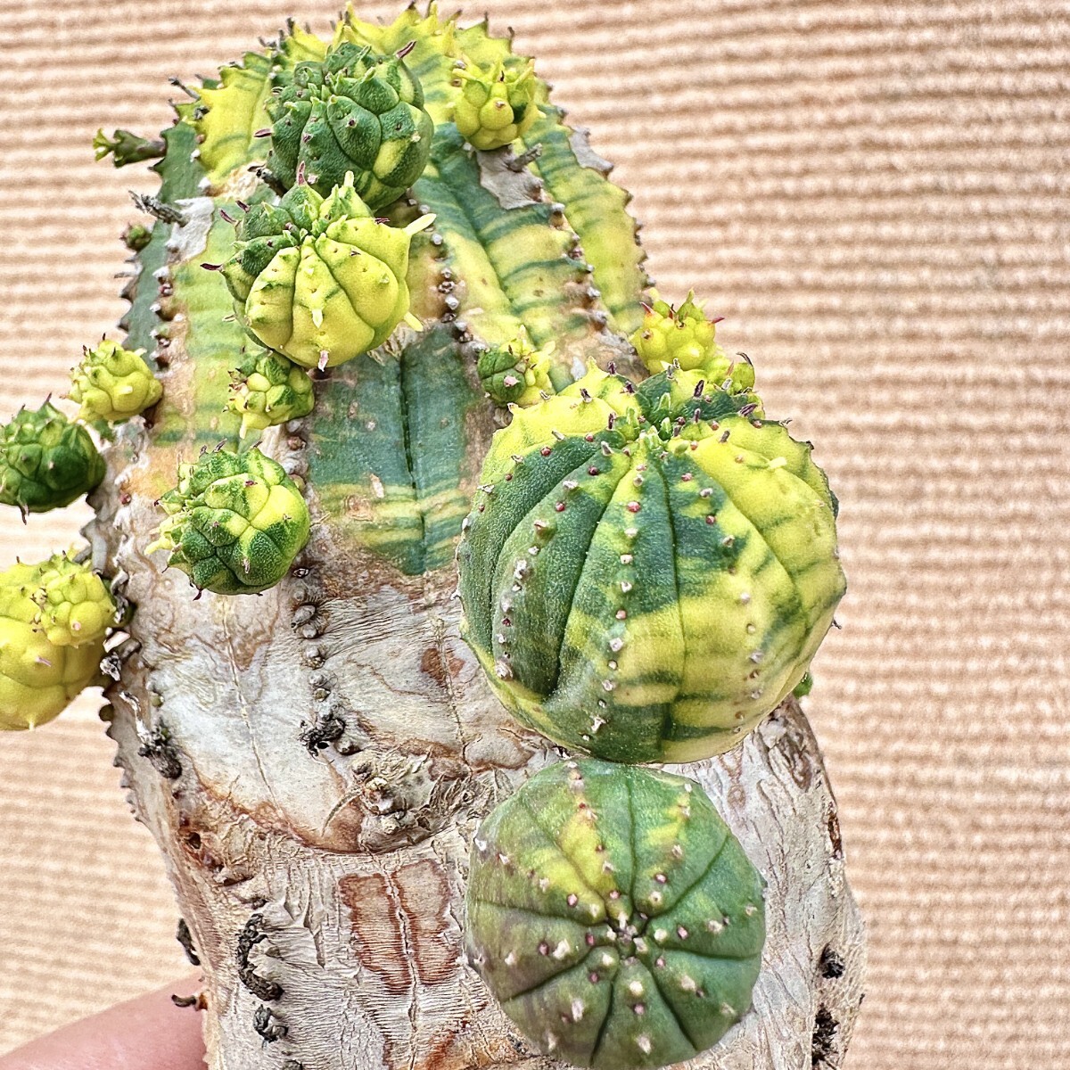 Yahoo!オークション - 【Lj_plants】Q213 ヨーロッパ入力 ユーフォルビ...