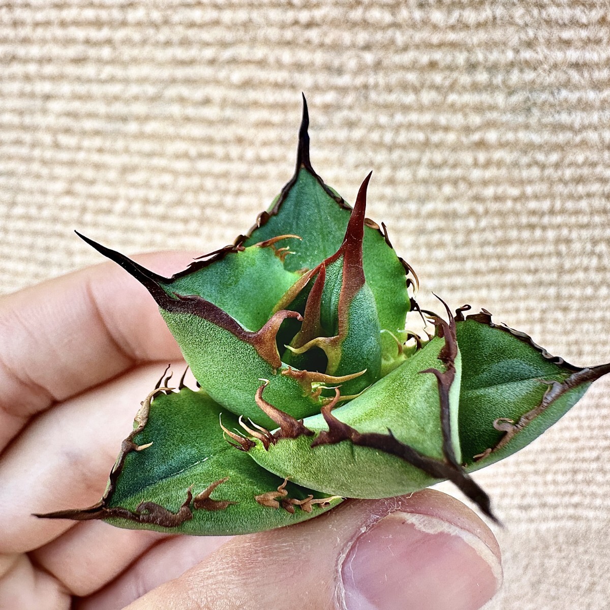 Yahoo!オークション - 【Lj_plants】Q80 特選 アガベ 多肉植物 チタノ...