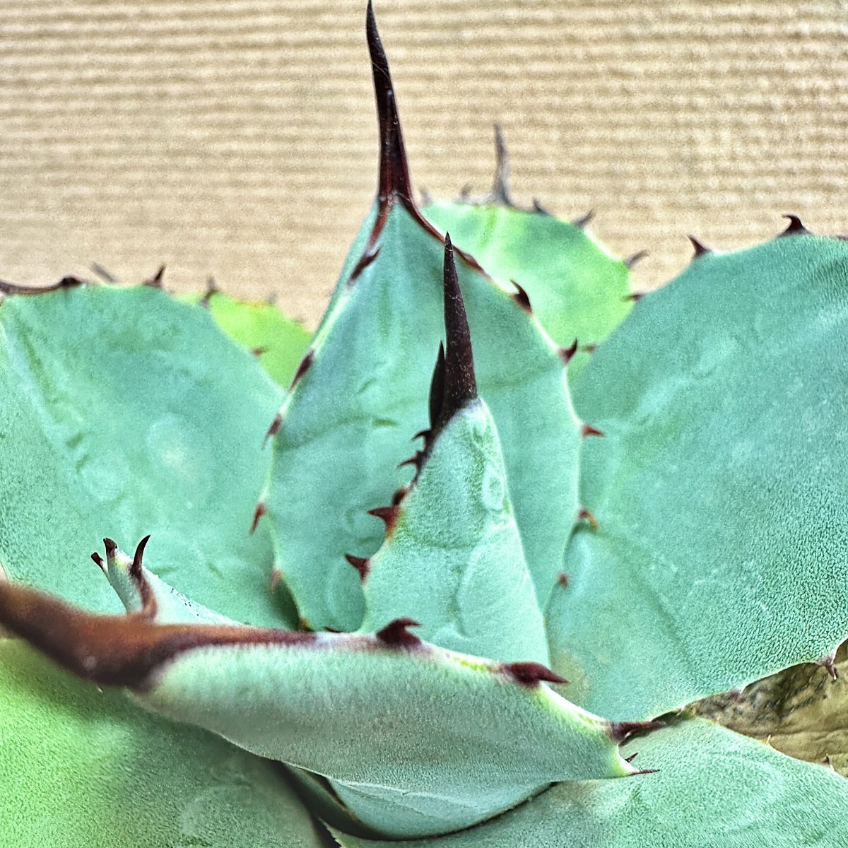 Yahoo!オークション - 【Lj_plants】Q612 多肉植物 アガベ 吉祥天パリ...