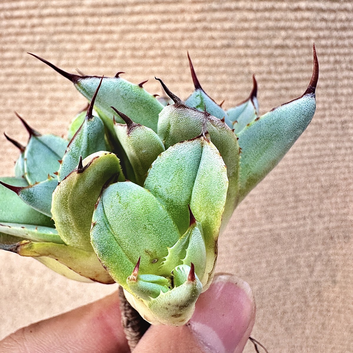 Yahoo!オークション - 【Lj_plants】Q905 新種の先発ですアガベ パリー...