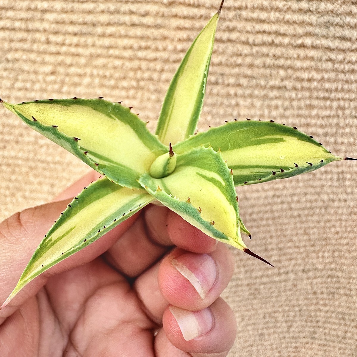 Yahoo!オークション - 【Lj_plants】Q991 多肉植物 アガベ 吉祥冠 特殊...