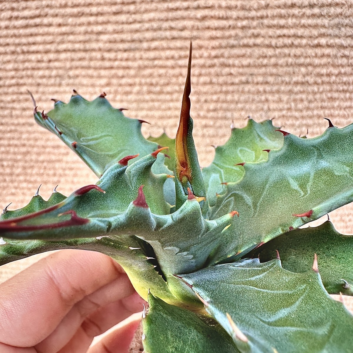Yahoo!オークション - 【Lj_plants】Q927 多肉植物 アガベ Agave monta...