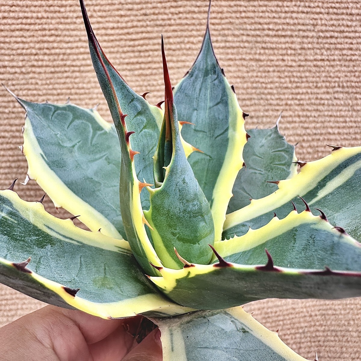 Yahoo!オークション - 【Lj_plants】Q14 激レア高級品種 アガベ パラサ...