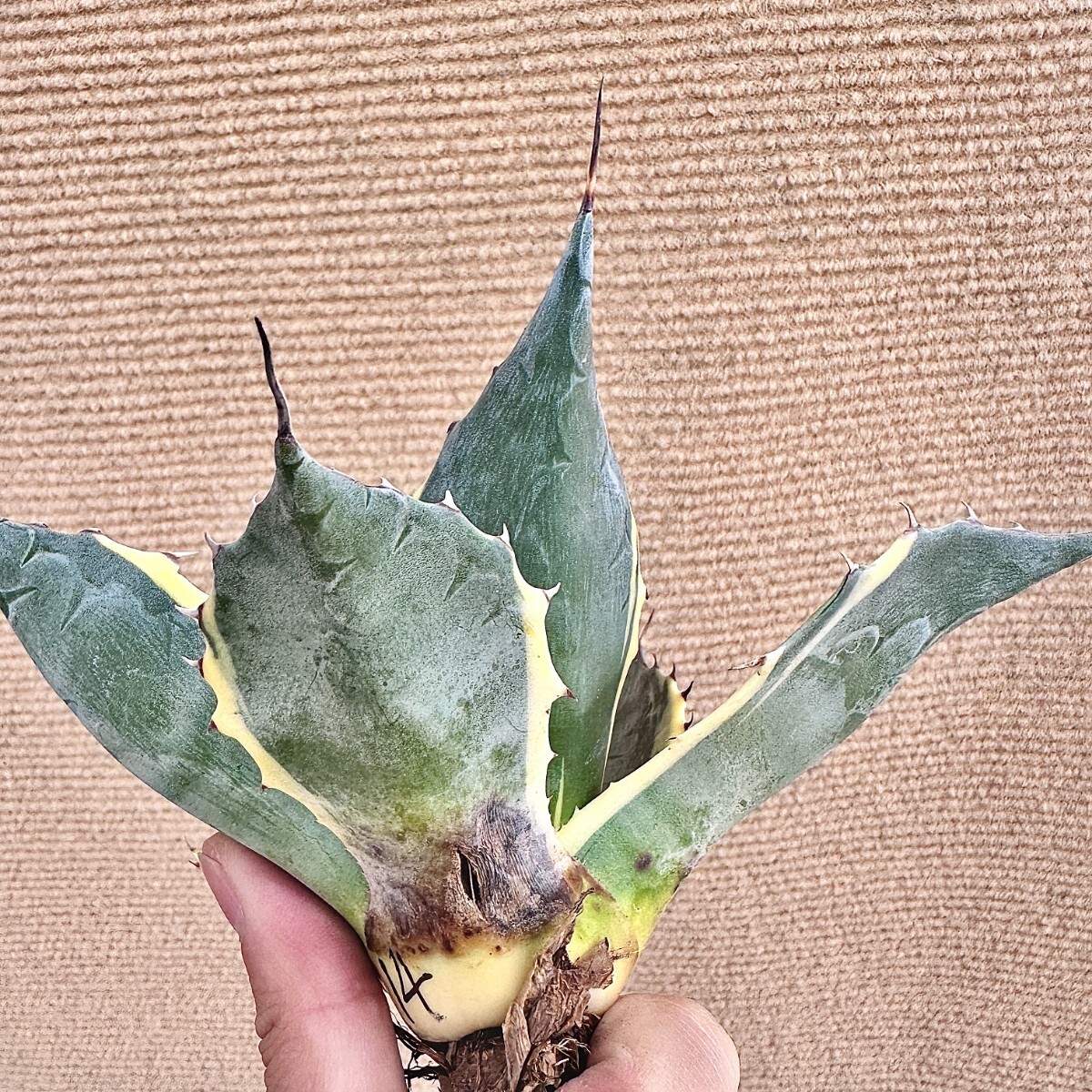 Yahoo!オークション - 【Lj_plants】Q14 激レア高級品種 アガベ パラサ...