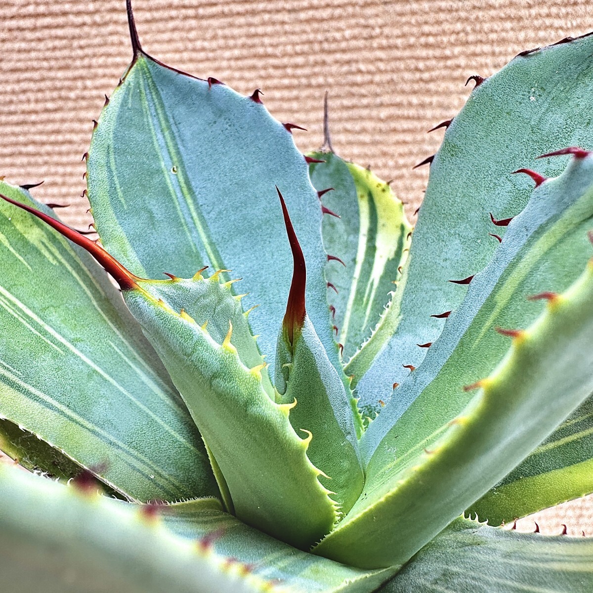 Yahoo!オークション - 【Lj_plants】Q13 アガベ パリー トランカータ ...