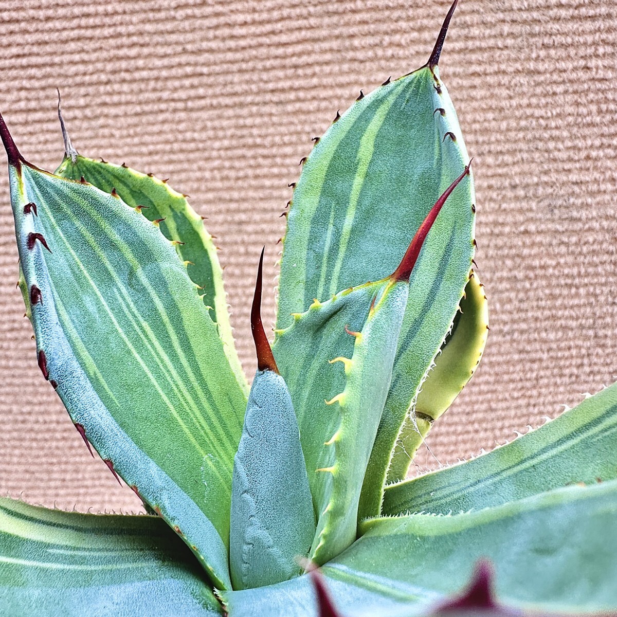 Yahoo!オークション - 【Lj_plants】Q13 アガベ パリー トランカータ ...