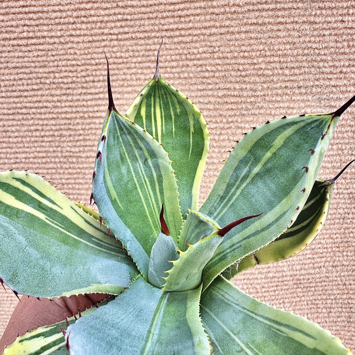 Yahoo!オークション - 【Lj_plants】Q13 アガベ パリー トランカータ ...