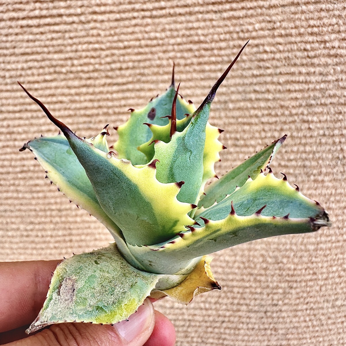 Yahoo!オークション - 【Lj_plants】Q15 株を厳選する 多肉植物 アガベ...