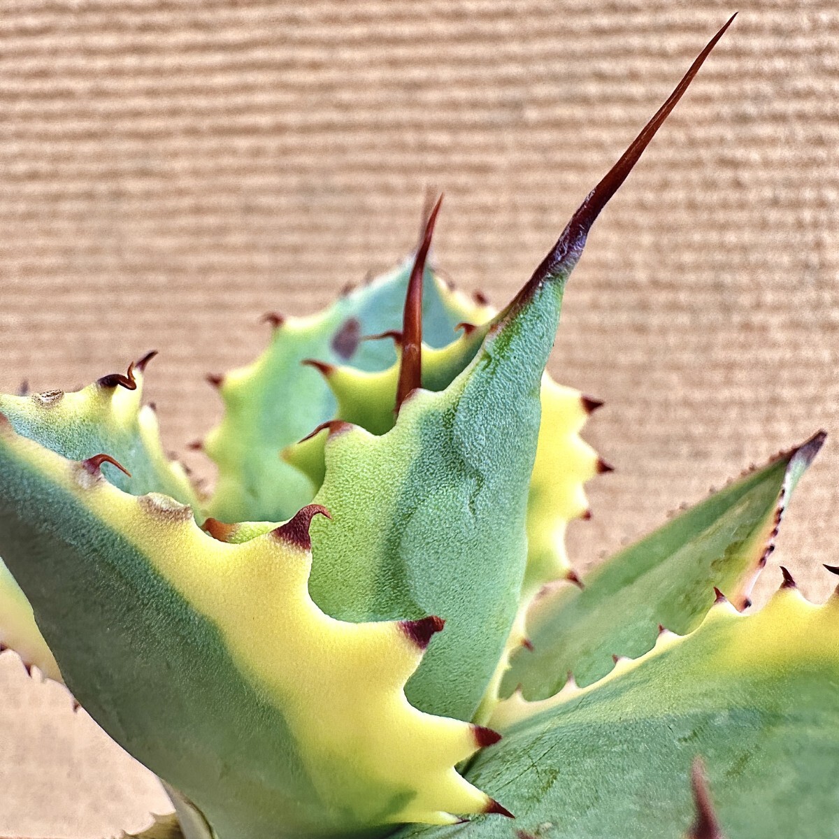 Yahoo!オークション - 【Lj_plants】Q15 株を厳選する 多肉植物 アガベ...