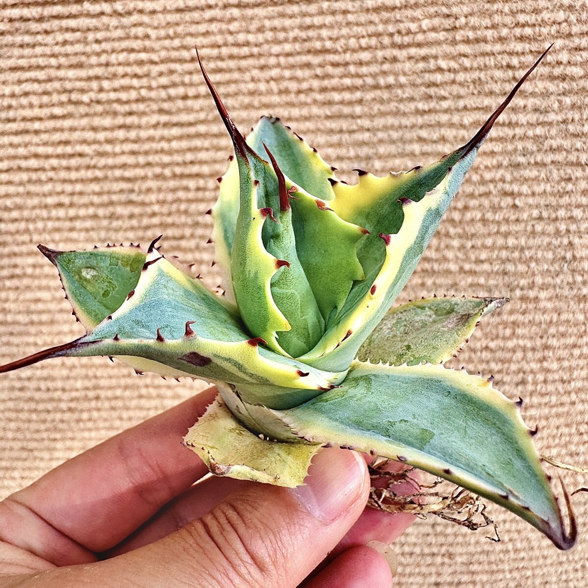 Yahoo!オークション - 【Lj_plants】Q15 株を厳選する 多肉植物 アガベ...