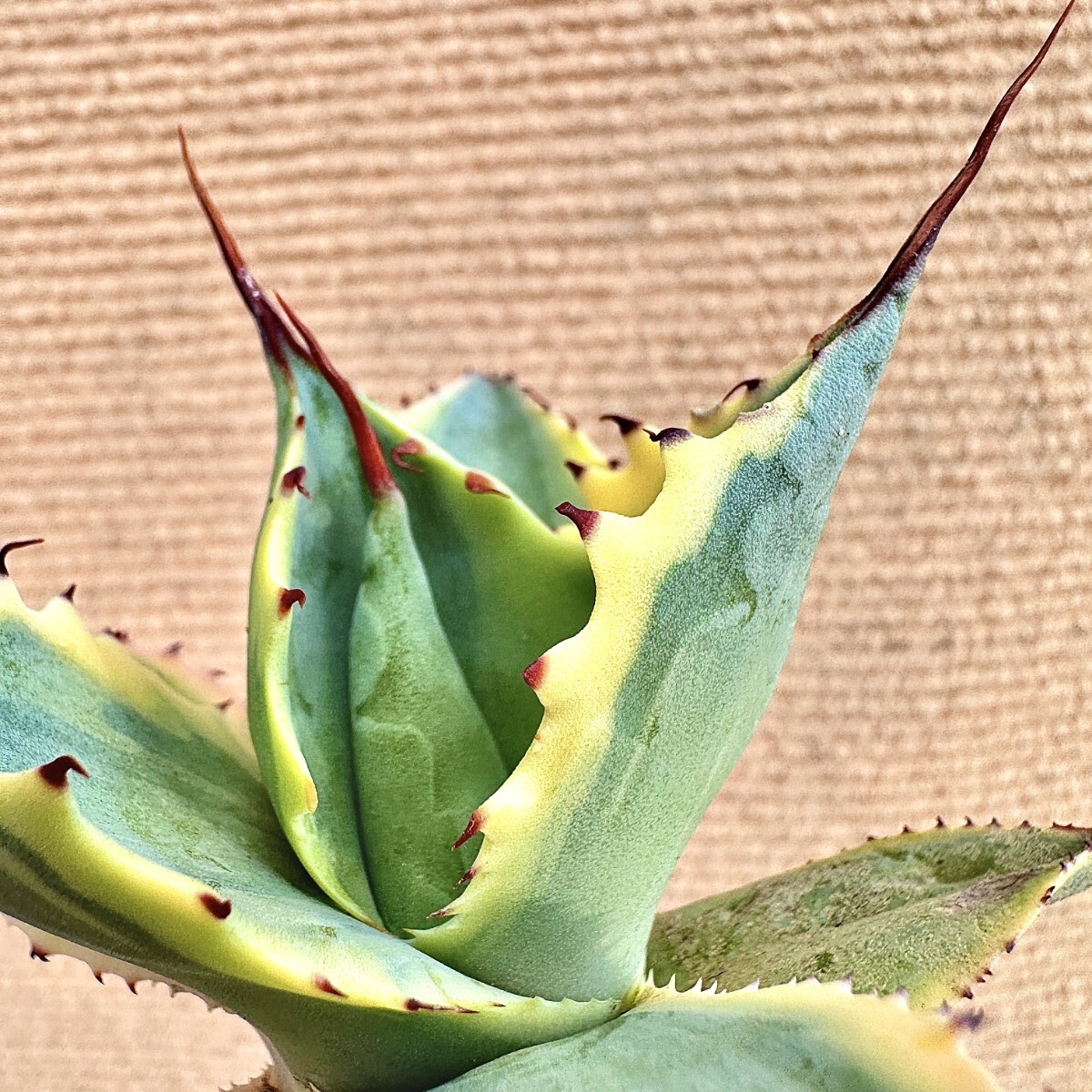 Yahoo!オークション - 【Lj_plants】Q15 株を厳選する 多肉植物 アガベ...