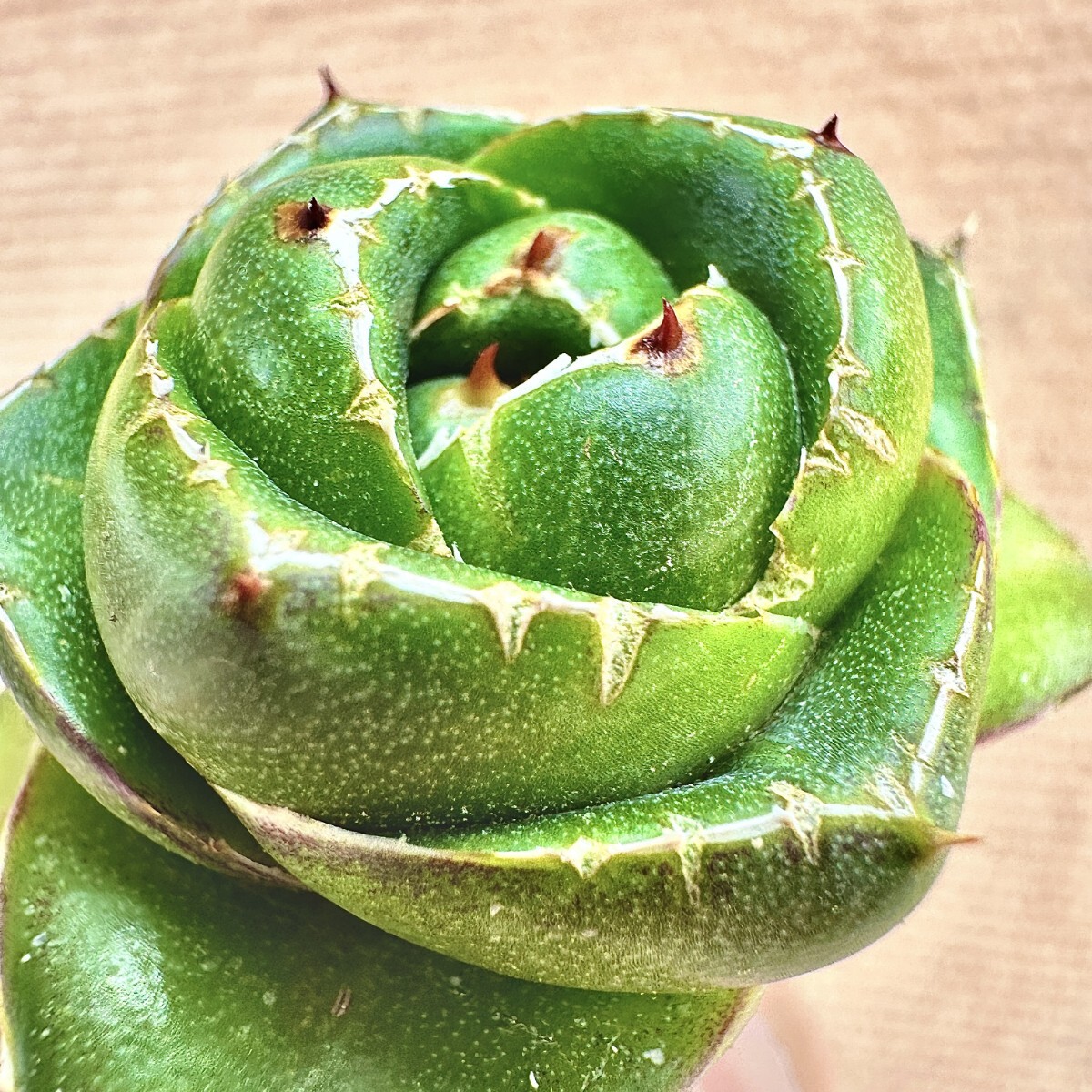 Yahoo!オークション - 【Lj_plants】Q18 株を厳選する 多肉植物アガベ ...