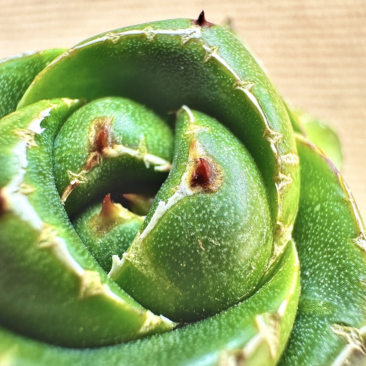 Yahoo!オークション - 【Lj_plants】Q18 株を厳選する 多肉植物アガベ ...