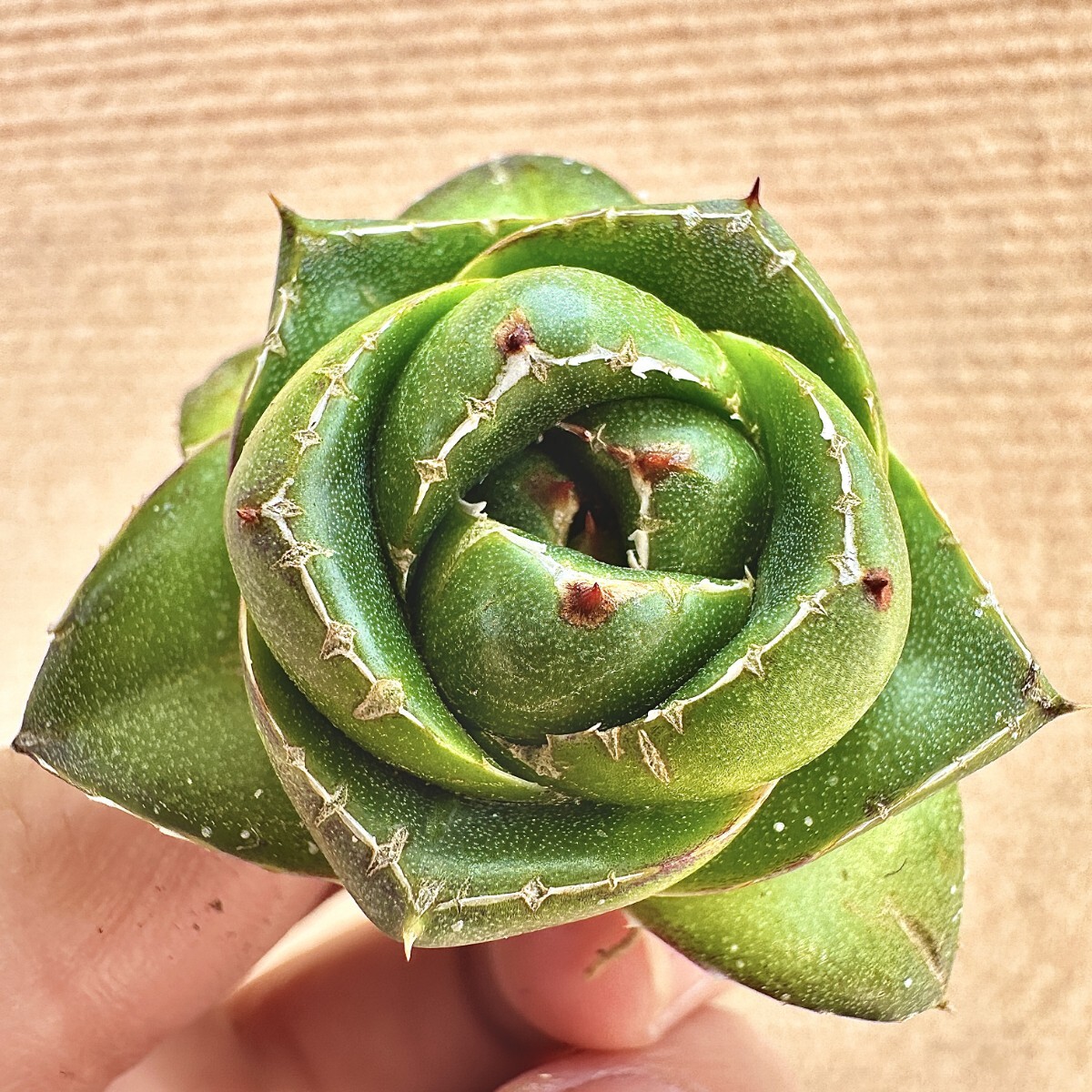 Yahoo!オークション - 【Lj_plants】Q18 株を厳選する 多肉植物アガベ ...