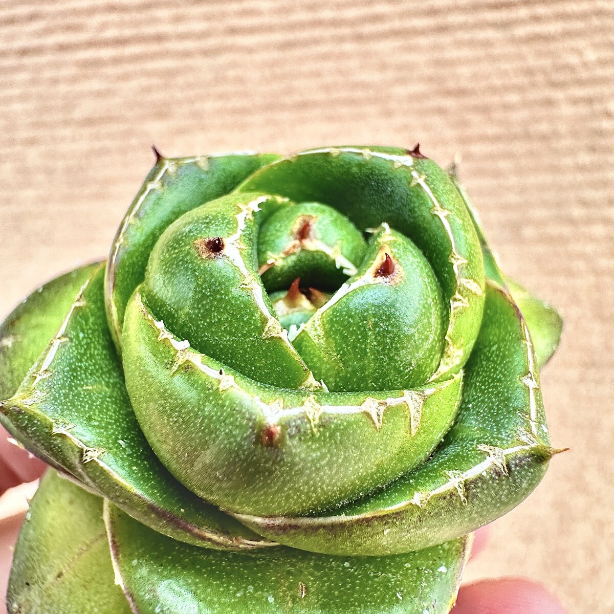 Yahoo!オークション - 【Lj_plants】Q18 株を厳選する 多肉植物アガベ ...