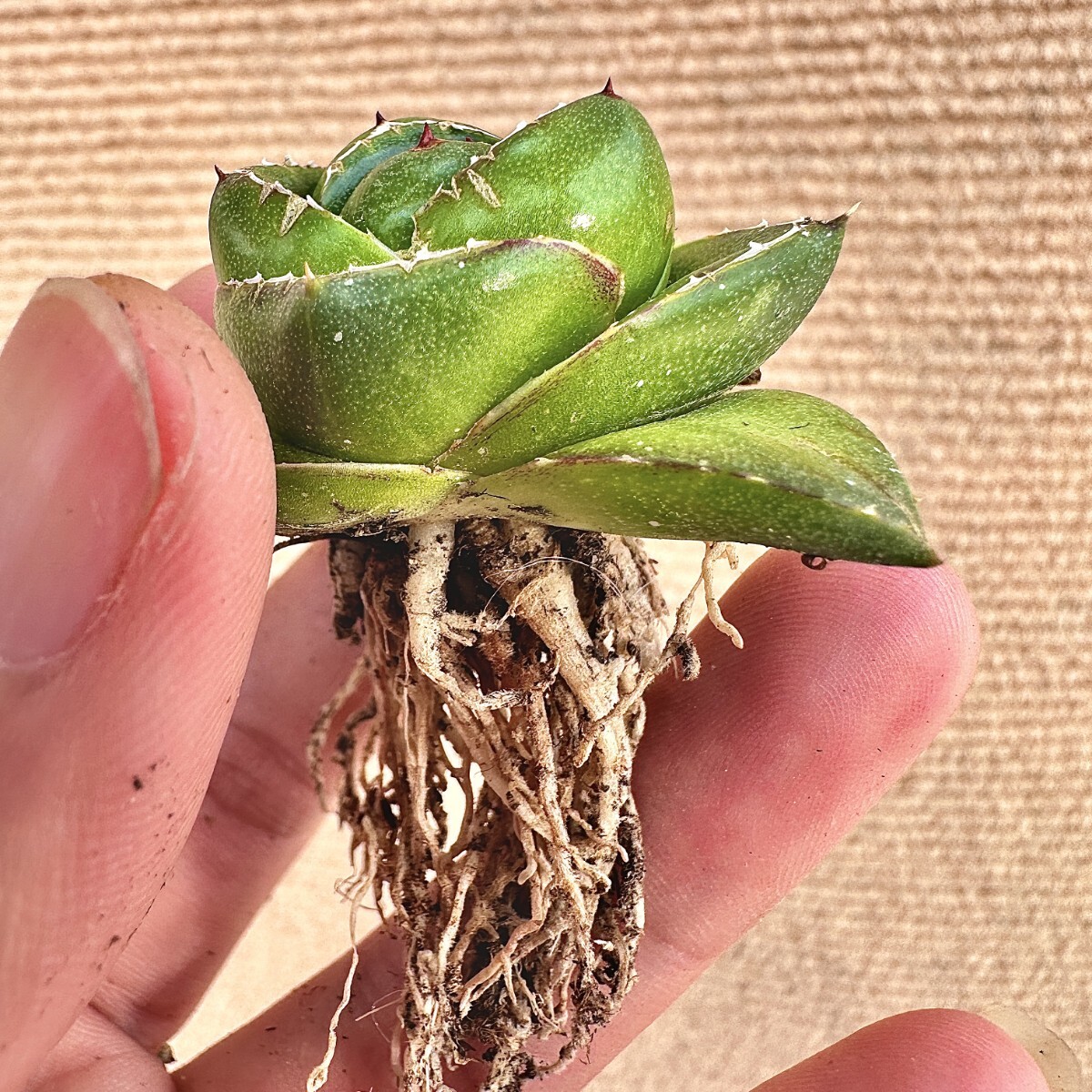 Yahoo!オークション - 【Lj_plants】Q18 株を厳選する 多肉植物アガベ ...