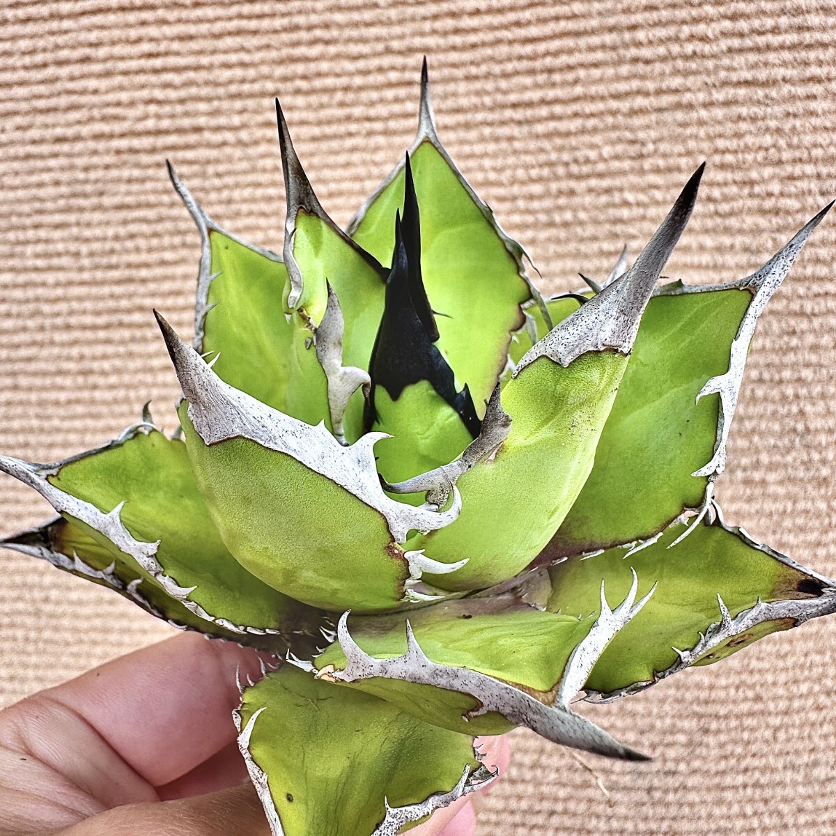 Yahoo!オークション - 【Lj_plants】Q40 激レア高級品種 アガベ agave ...