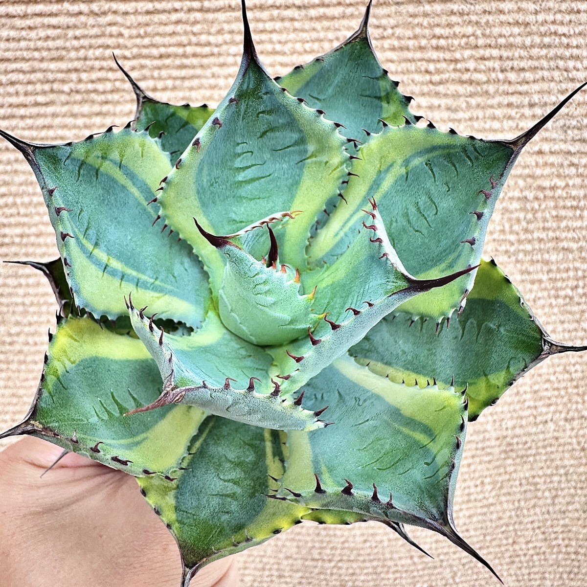 Yahoo!オークション - 【Lj_plants】Q57 特選 アガベ 多肉植物 山宅雷...