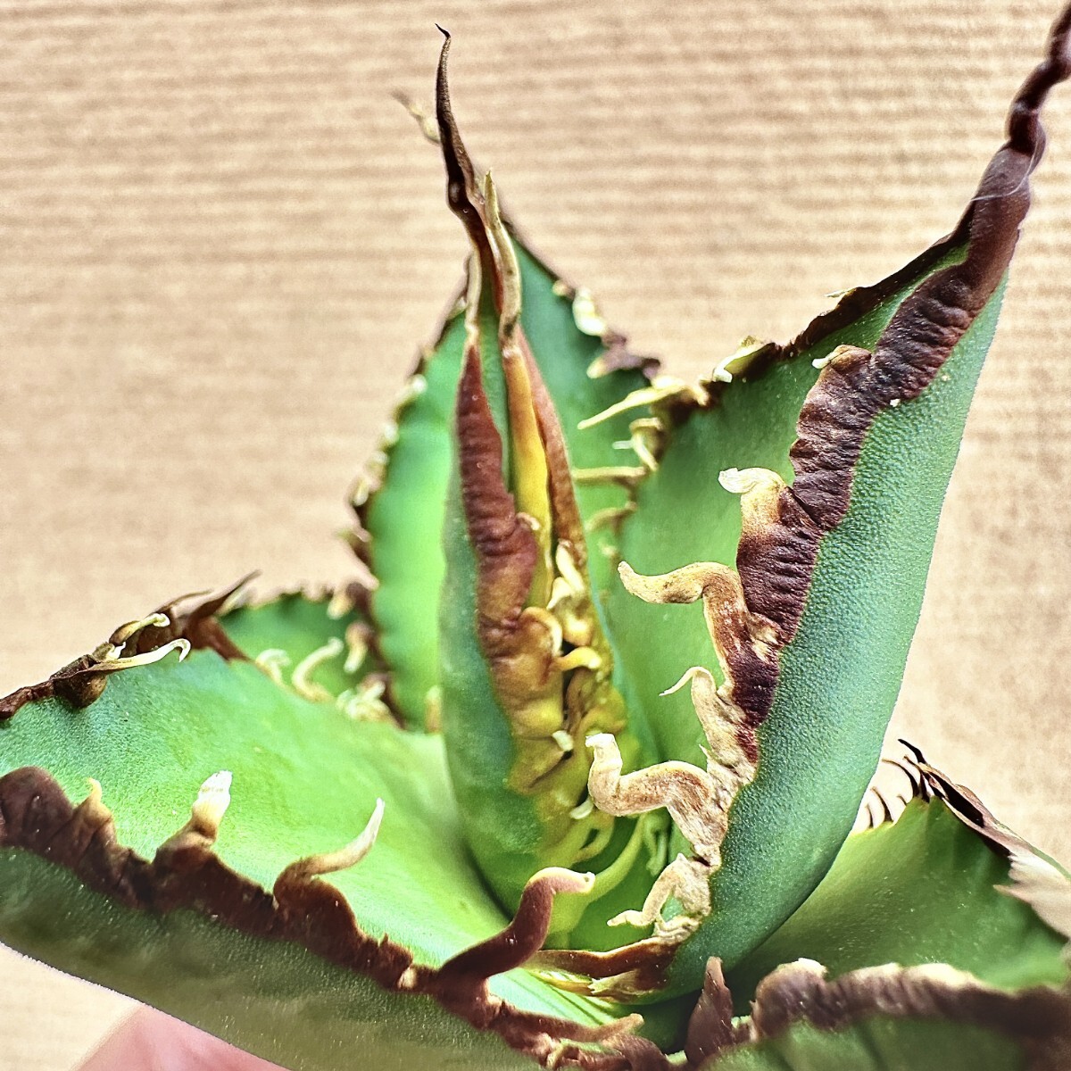 Yahoo!オークション - 【Lj_plants】Q59 株を厳選するアガベ チタノタ ...