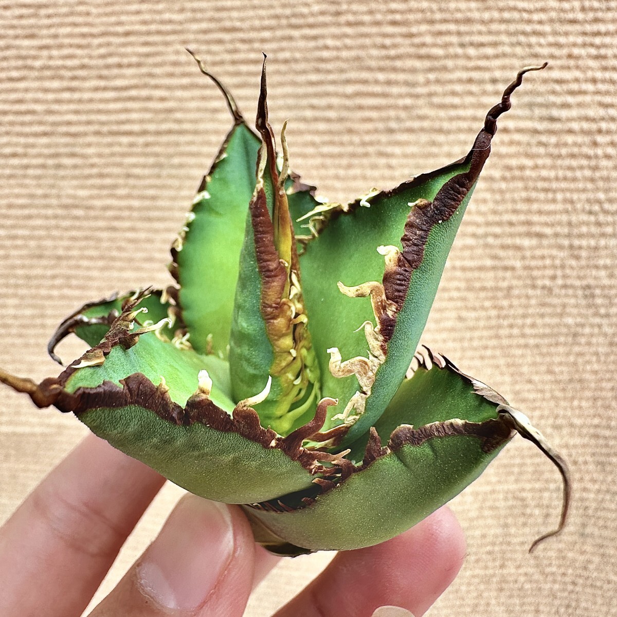 Yahoo!オークション - 【Lj_plants】Q59 株を厳選するアガベ チタノタ ...