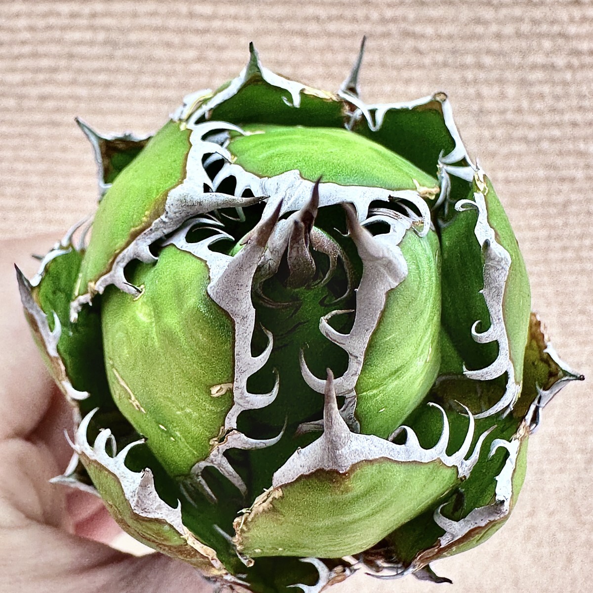 Yahoo!オークション - 【Lj_plants】Q70 激レア高級品種 多肉植物アガ...