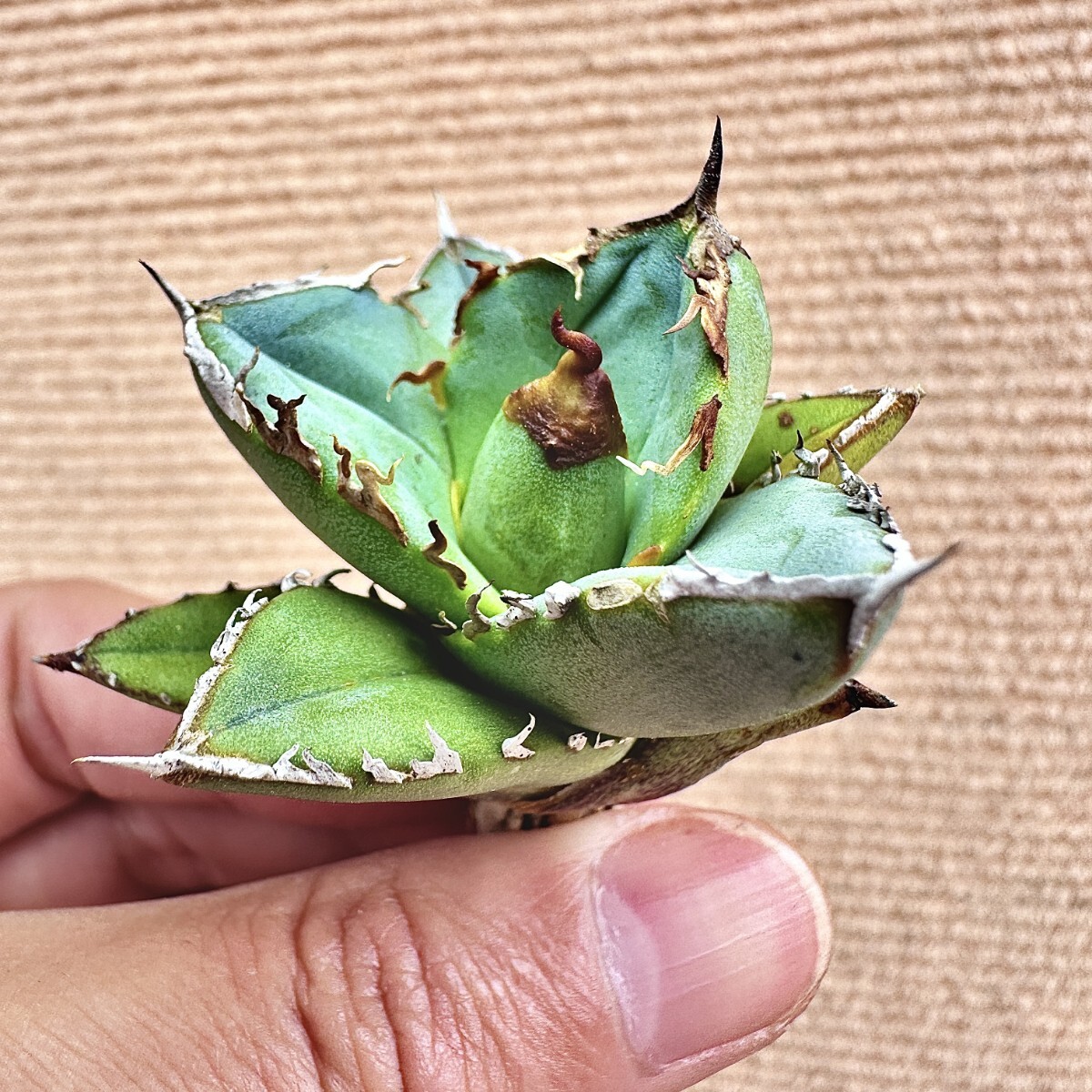 Yahoo!オークション - 【Lj_plants】Q44 厳選 アガベ チタノタ実生 厳...