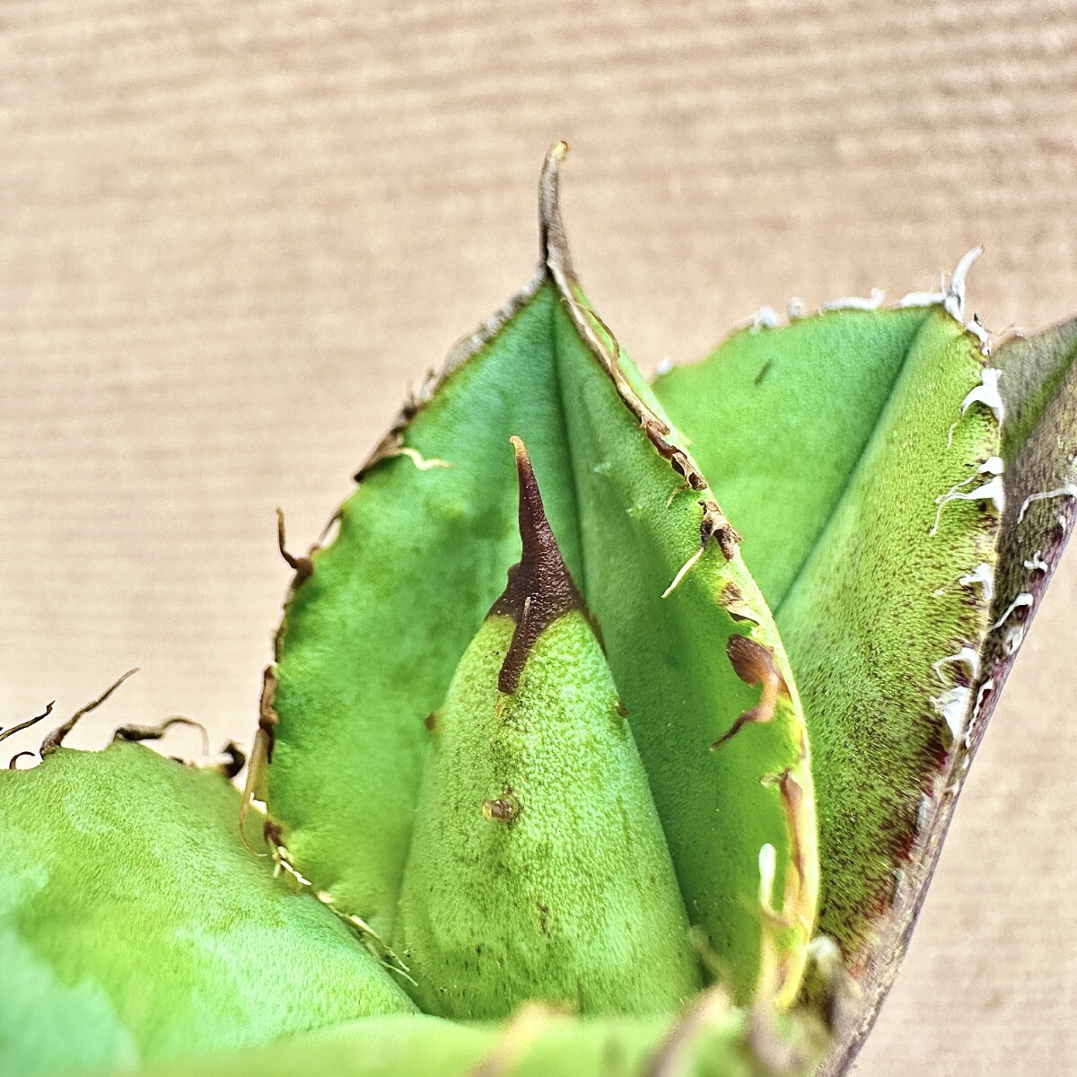 Yahoo!オークション - 【Lj_plants】Q21 多肉植物 アガベ チタノタ Aga...