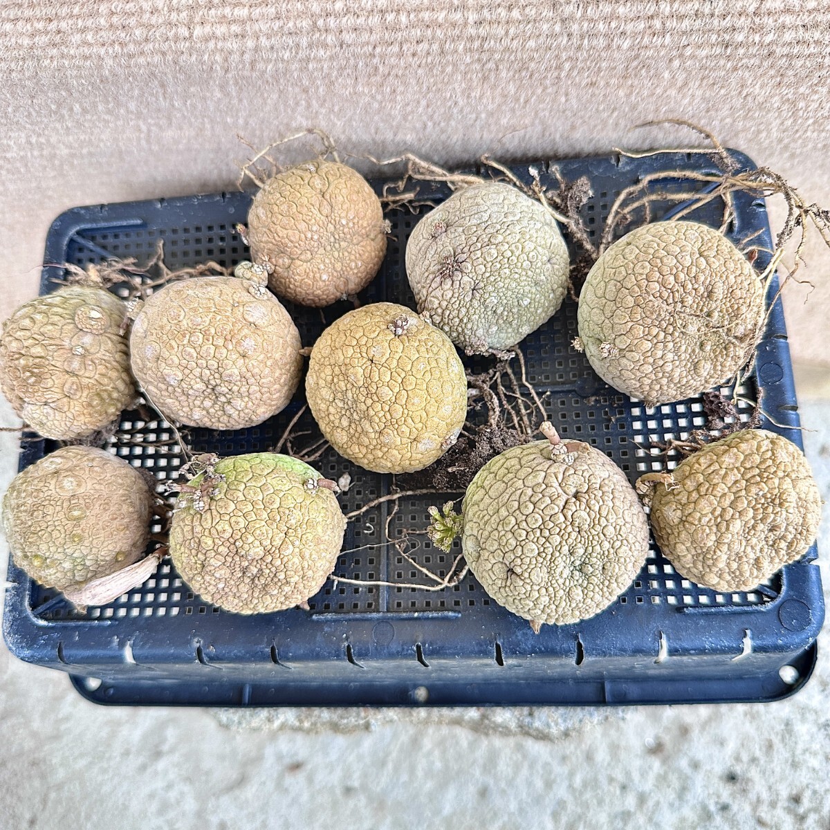 Yahoo!オークション - 【Lj_plants】Q16 サボテン 多肉植物 プセウドリ...