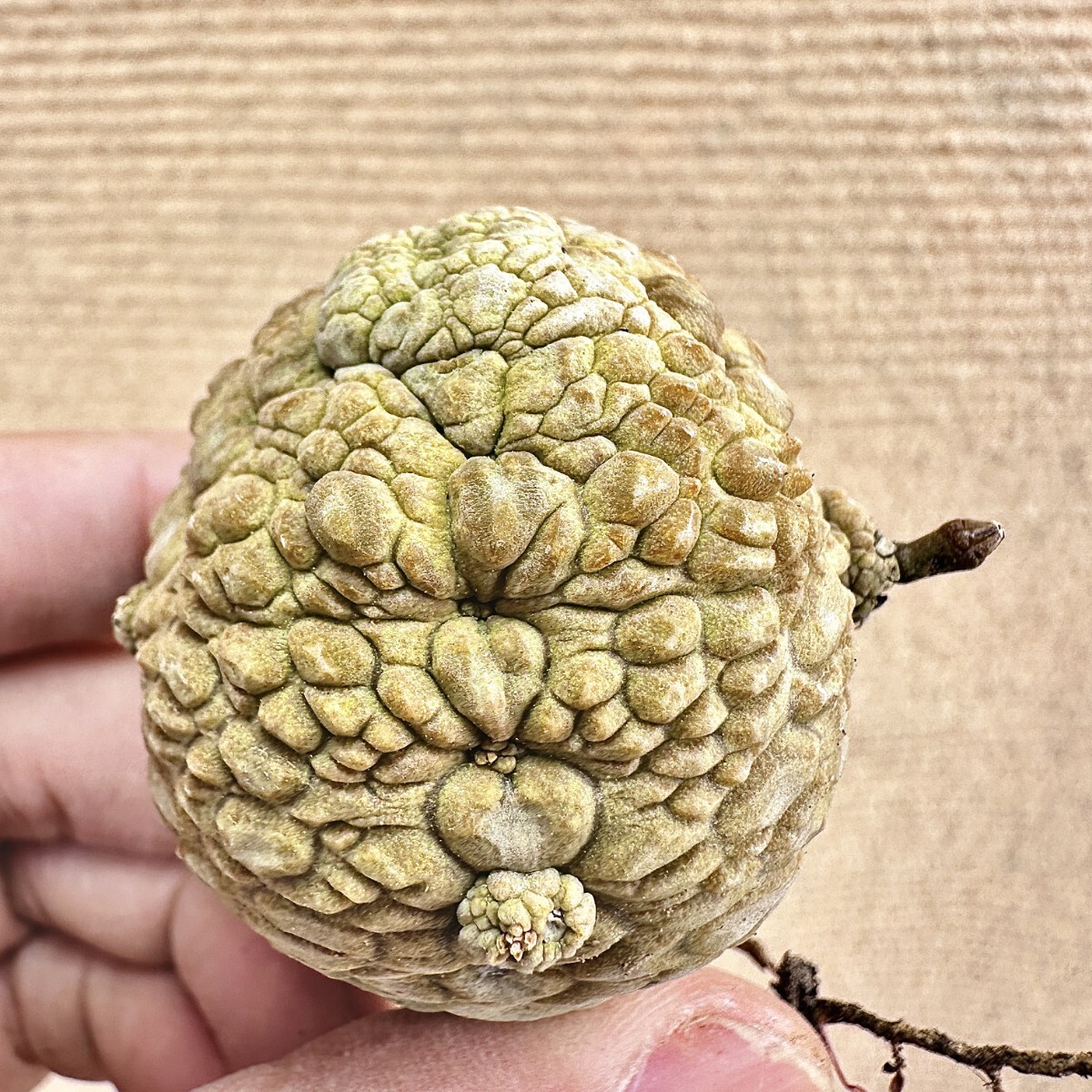 Yahoo!オークション - 【Lj_plants】Q16 サボテン 多肉植物 プセウドリ...