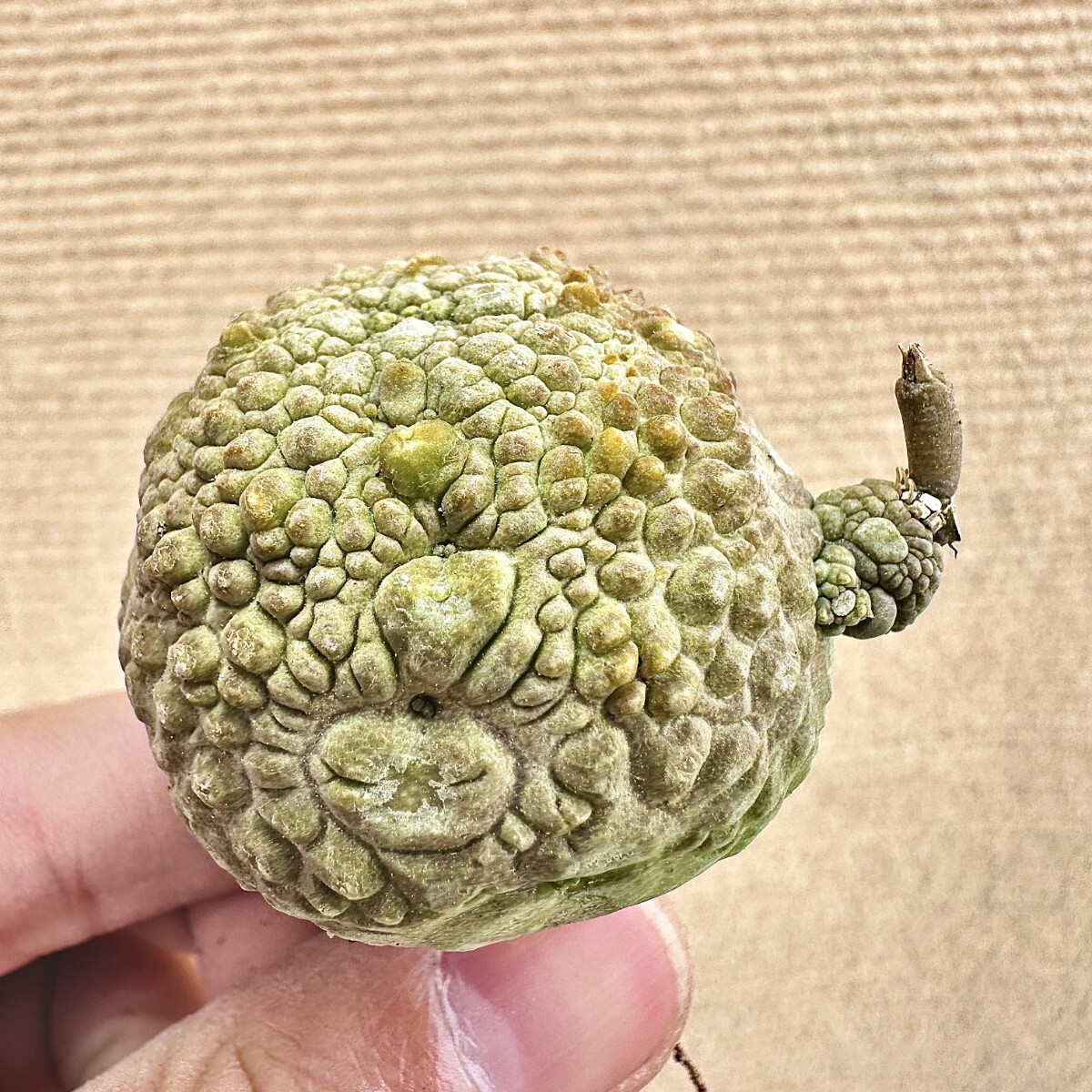 Yahoo!オークション - 【Lj_plants】Q16 サボテン 多肉植物 プセウドリ...
