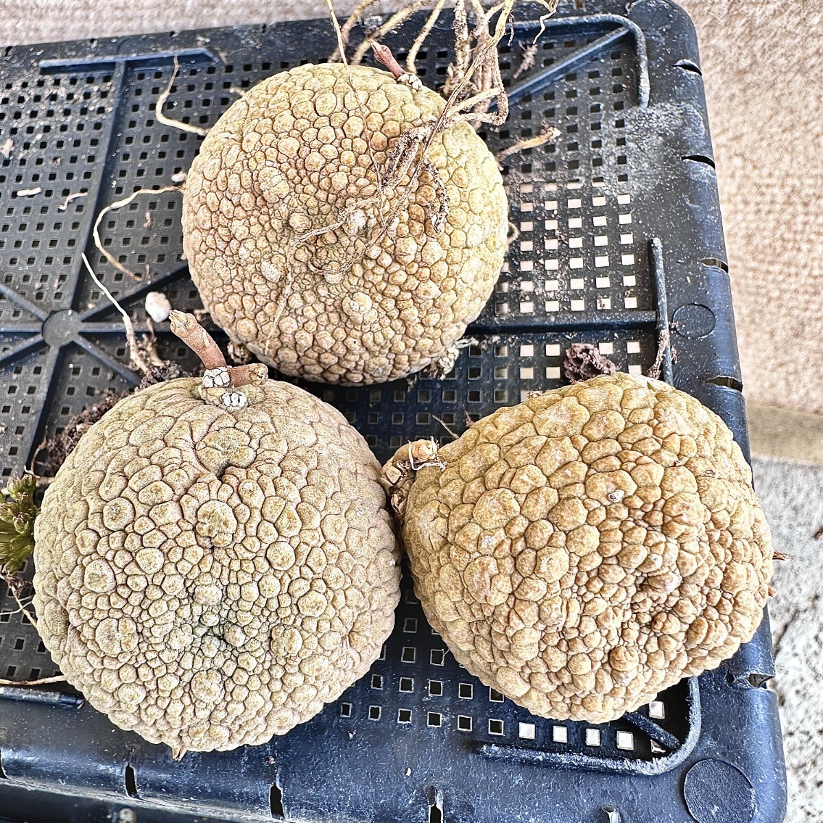 Yahoo!オークション - 【Lj_plants】Q16 サボテン 多肉植物 プセウドリ...