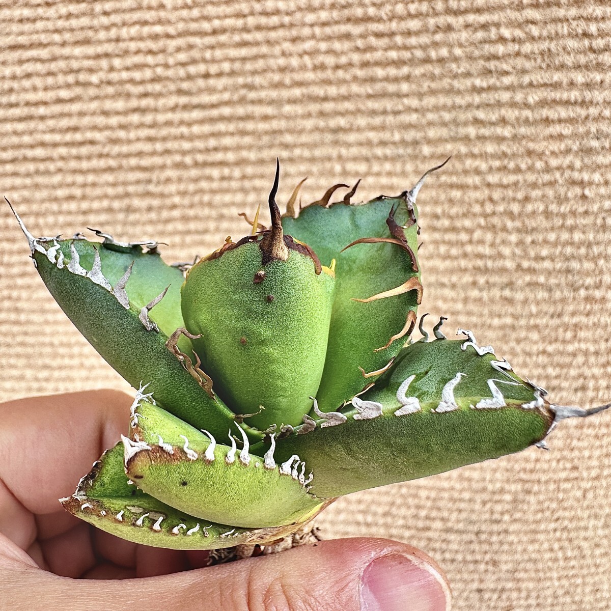 Yahoo!オークション - 【Lj_plants】Q46 厳選希少株 アガベ チタノタ実...