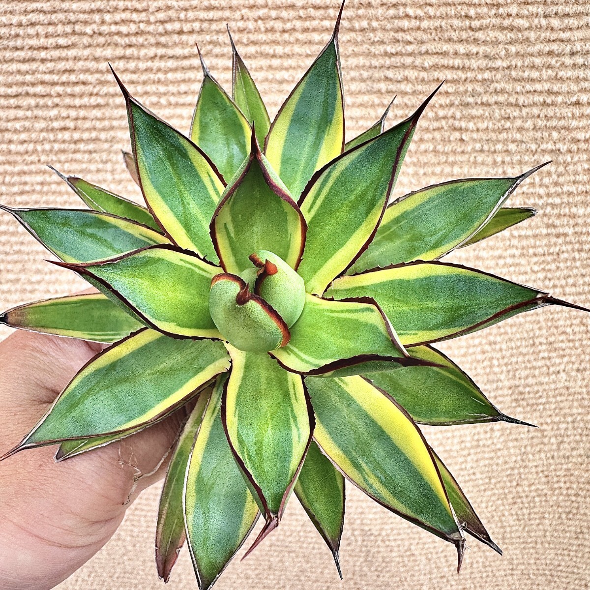 Yahoo!オークション - 【Lj_plants】Q35 激レア高級品種 多肉植物 アガ...