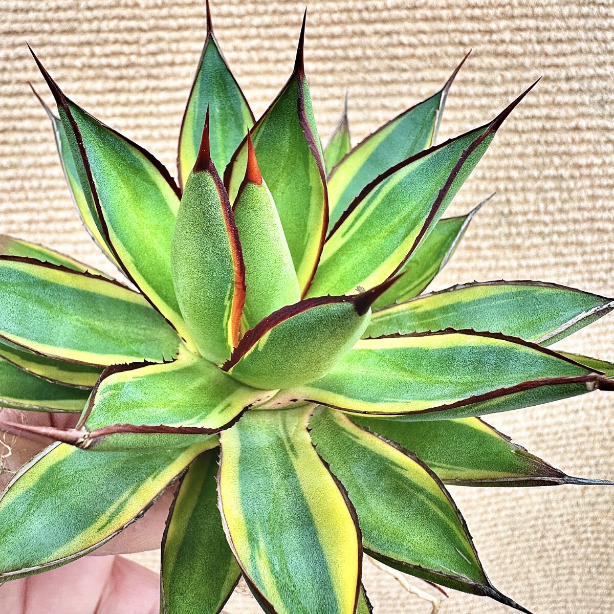 Yahoo!オークション - 【Lj_plants】Q35 激レア高級品種 多肉植物 アガ...