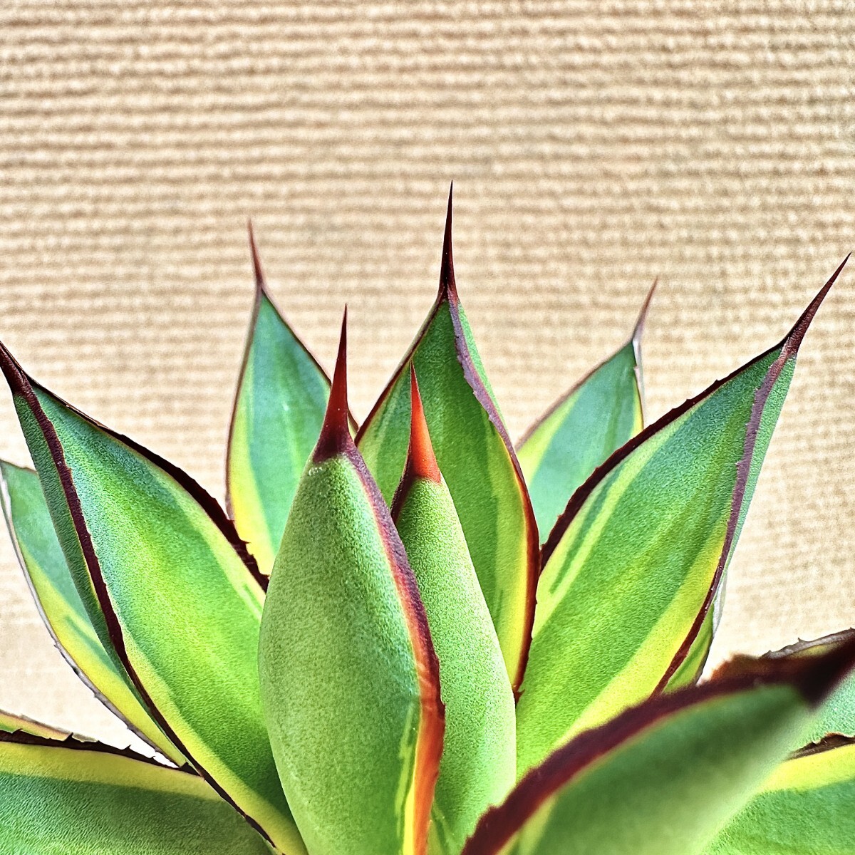 Yahoo!オークション - 【Lj_plants】Q35 激レア高級品種 多肉植物 アガ...